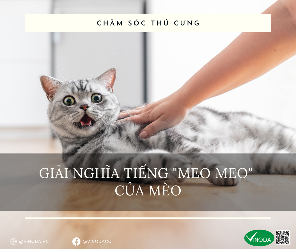 Giải nghĩa tiếng mèo kêu – Công ty TNHH Thương Mại VINODA