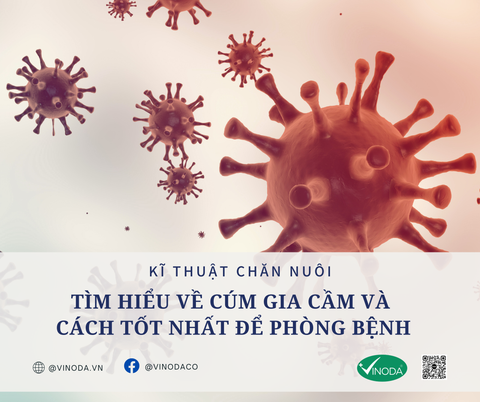 Kỹ thuật Chăn nuôi – Tagged "heo mau lớn, mẹo nuôi heo, Heo giống ...