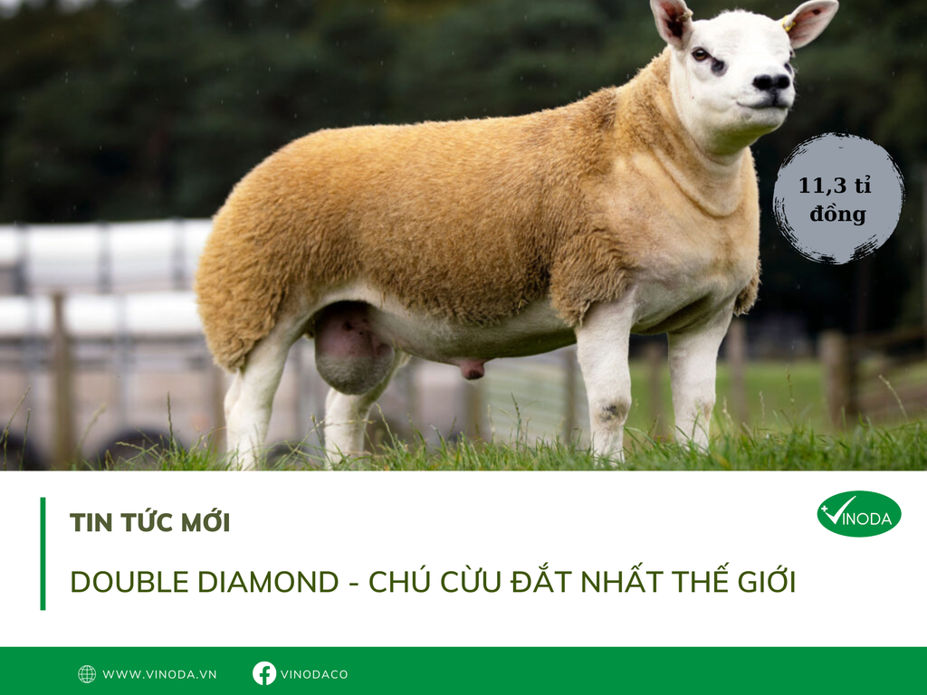 DOUBLE DIAMOND - CHÚ CỪU ĐẮT NHẤT THẾ GIỚI – Công ty TNHH Thương Mại VINODA