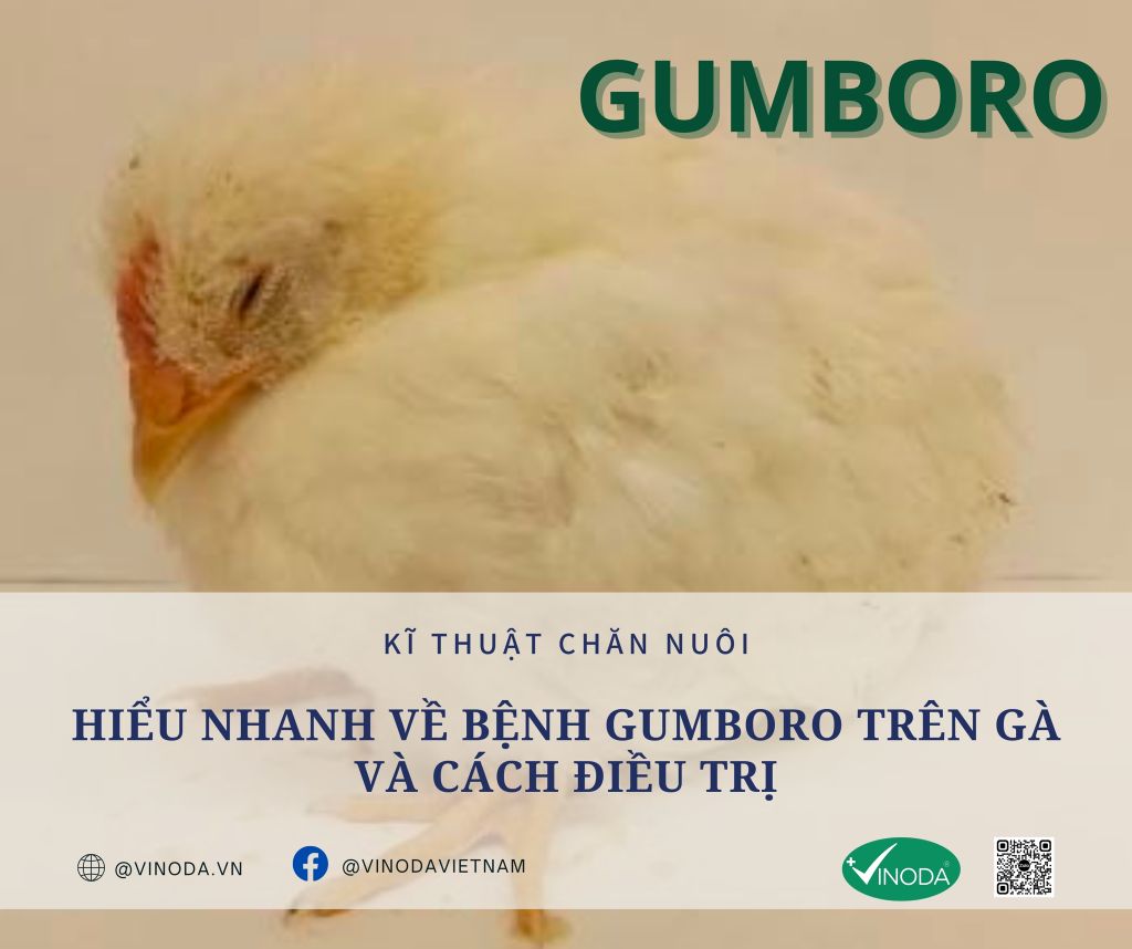 Hiểu nhanh về bệnh Gumboro và cách điều trị – Công ty TNHH Thương Mại ...