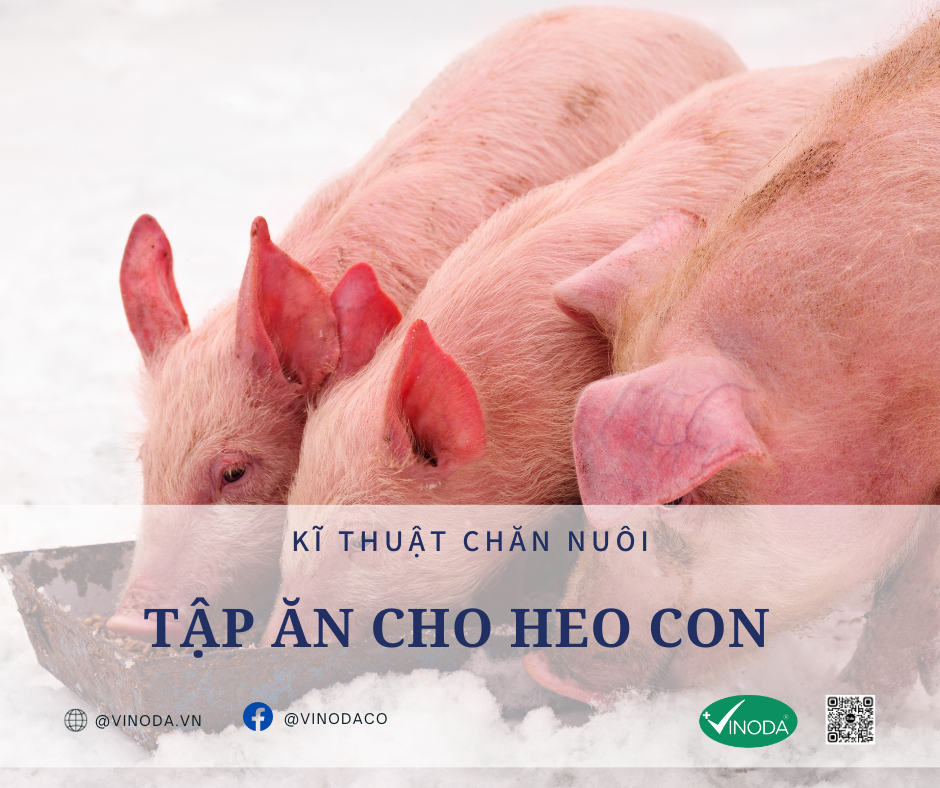 TẬP ĂN CHO HEO CON – Công ty TNHH Thương Mại VINODA