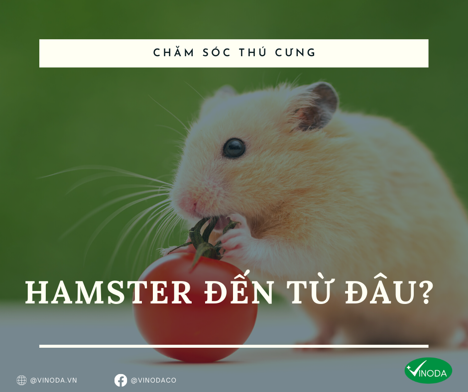 Hamster Đến Từ Đâu? – Công ty TNHH Thương Mại VINODA