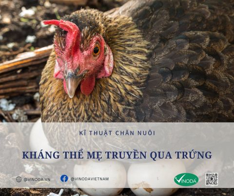 Kỹ thuật Chăn nuôi – Tagged "heo mau lớn, mẹo nuôi heo, Heo giống ...