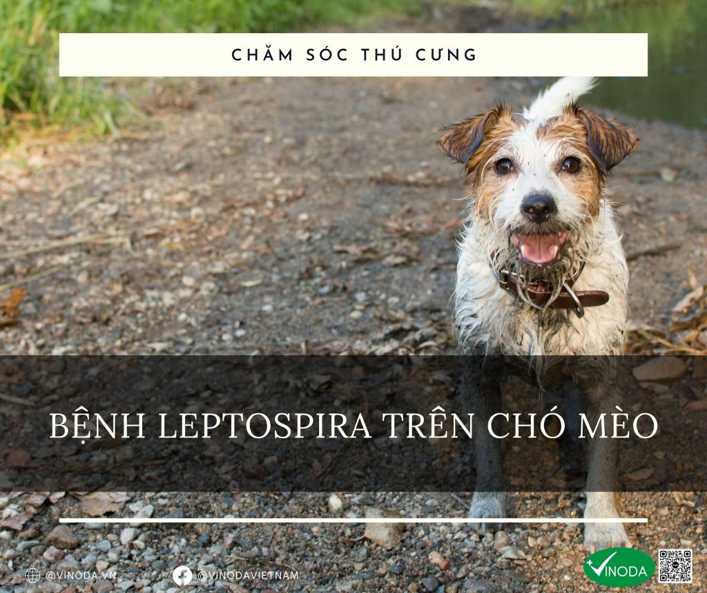 Bệnh Leptospira trên chó và mèo: Hiểu biết và điều trị và phòng ngừa ...