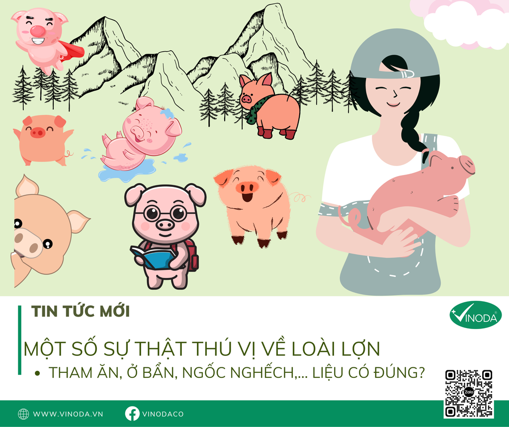 Những sự thật thú vị về loài lợn, nếu bạn nghĩ rằng lợn là loài vật ng – Công ty TNHH Thương Mại ...