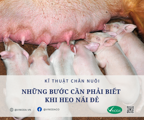 Kỹ thuật Chăn nuôi – Tagged "heo mau lớn, mẹo nuôi heo, Heo giống ...