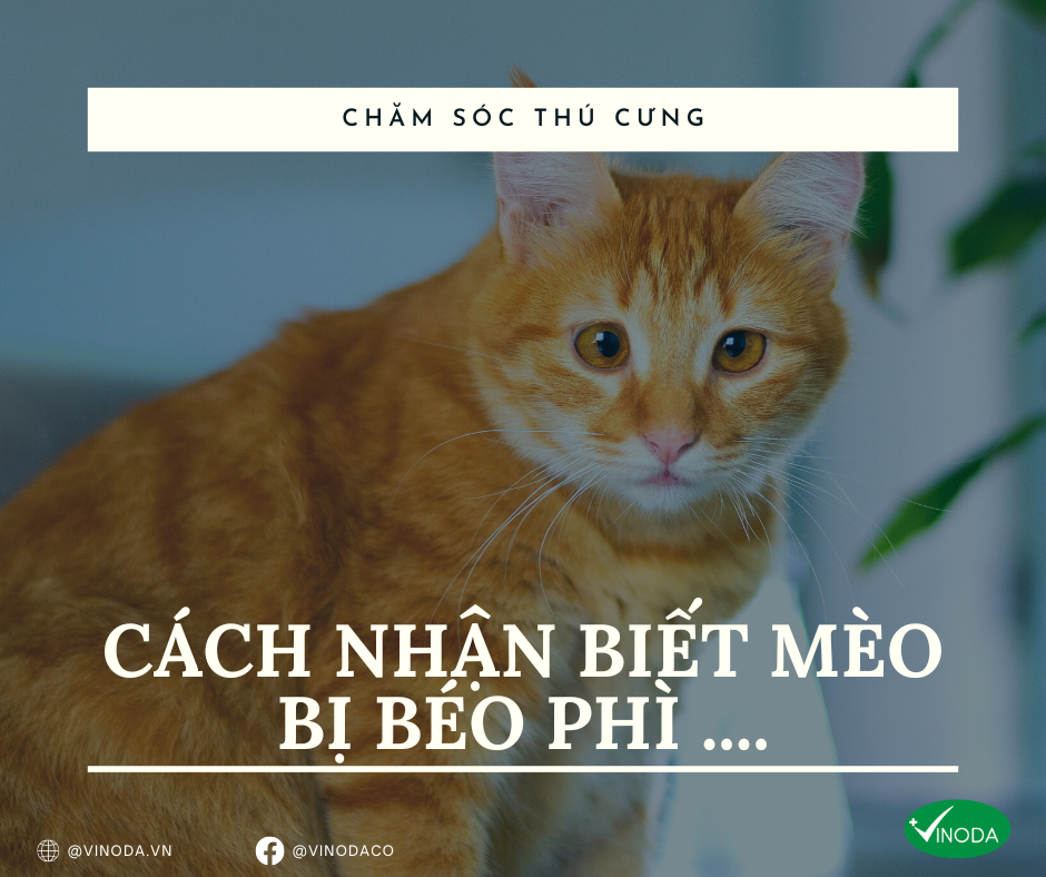 Cách nhận biết mèo bị béo phì ... – Công ty TNHH Thương Mại VINODA