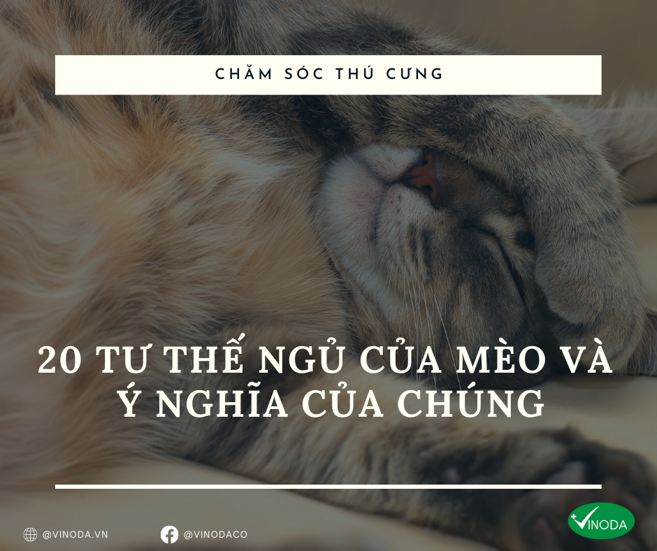 Khám phá cách để mèo ngủ chung với gia đình an toàn và vui vẻ
