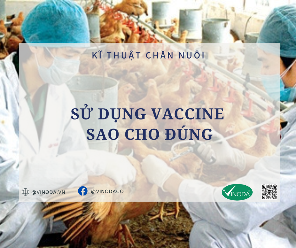 SỬ DỤNG VACCINE SAO CHO ĐÚNG – Công ty TNHH Thương Mại VINODA