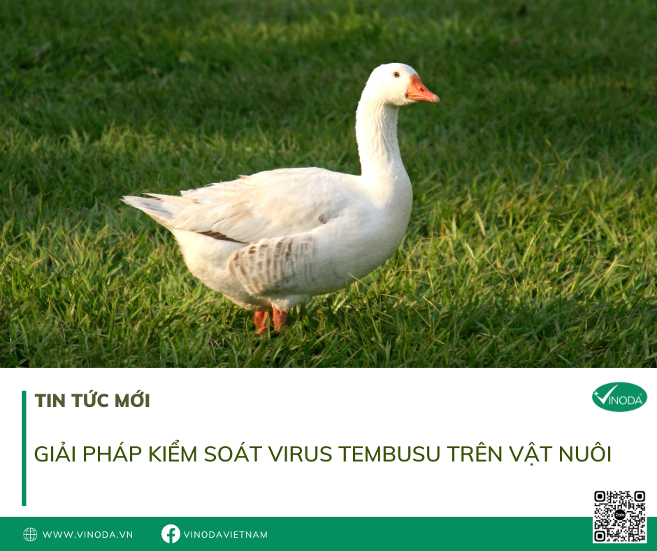 GIẢI PHÁP KIỂM SOÁT VIRUS TEMBUSU TRÊN VẬT NUÔI - VITK – Công ty TNHH ...