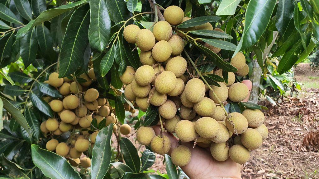 Longan Farm – Cansy's Garden