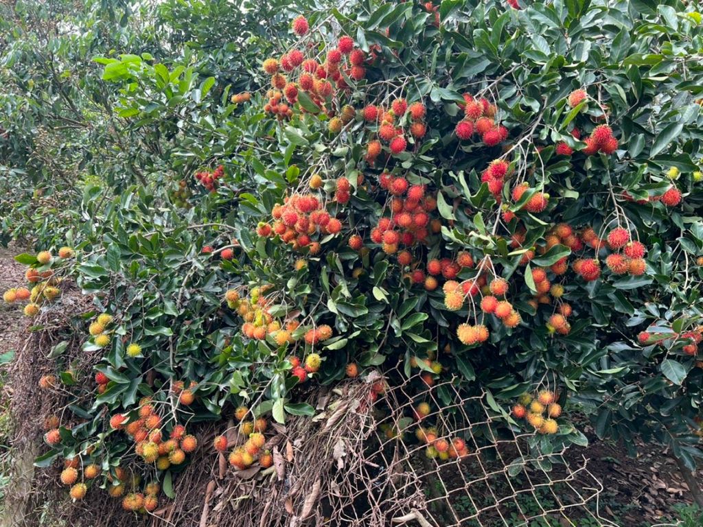 Rambutan Farm – Cansy's Garden