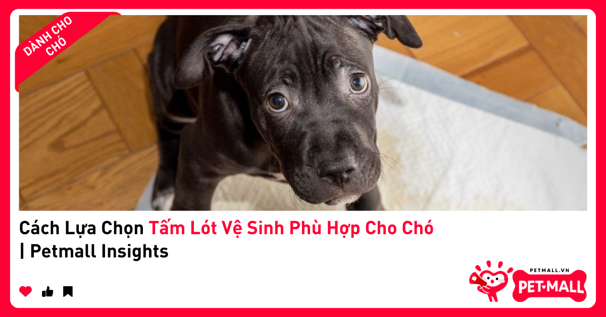 Cách Lựa Chọn Tấm Lót Vệ Sinh Phù Hợp Cho Chó – Petmall.vn – Dịch Vụ ...