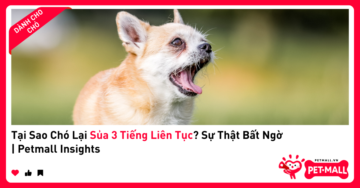 Tại Sao Chó Lại Sủa 3 Tiếng Liên Tục? Sự Thật Bất Ngờ – Petmall.vn ...