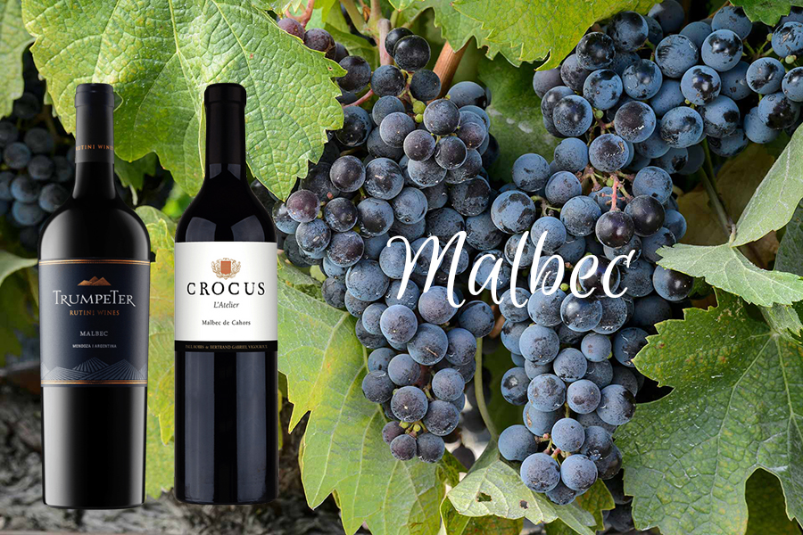 HƯƠNG VỊ VANG TỪ NHO MALBEC – Dailywine - Vang ngon mỗi ngày