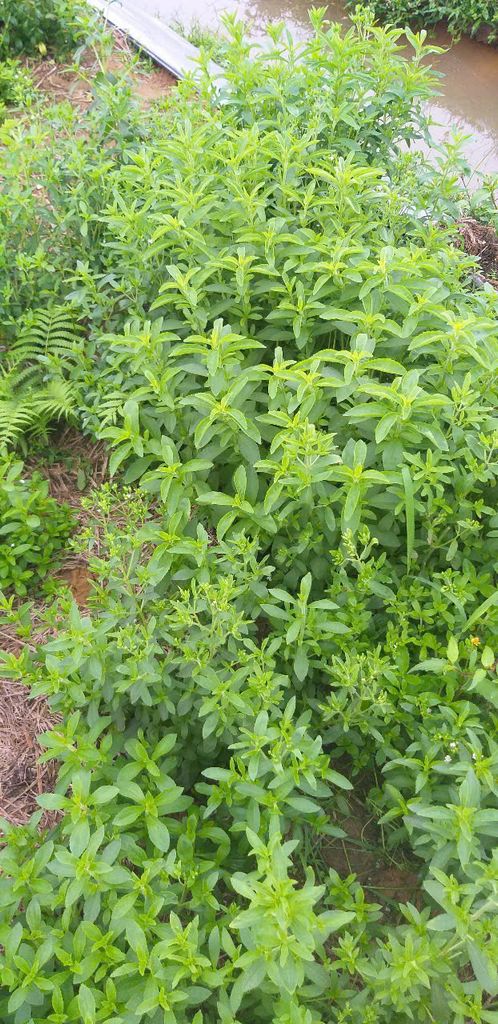 YÊU CẦU CHỈ TIÊU SẢN PHẨM CỎ NGỌT GIỐNG PV77 CỦA PUVIFARM – PUVI Care ...