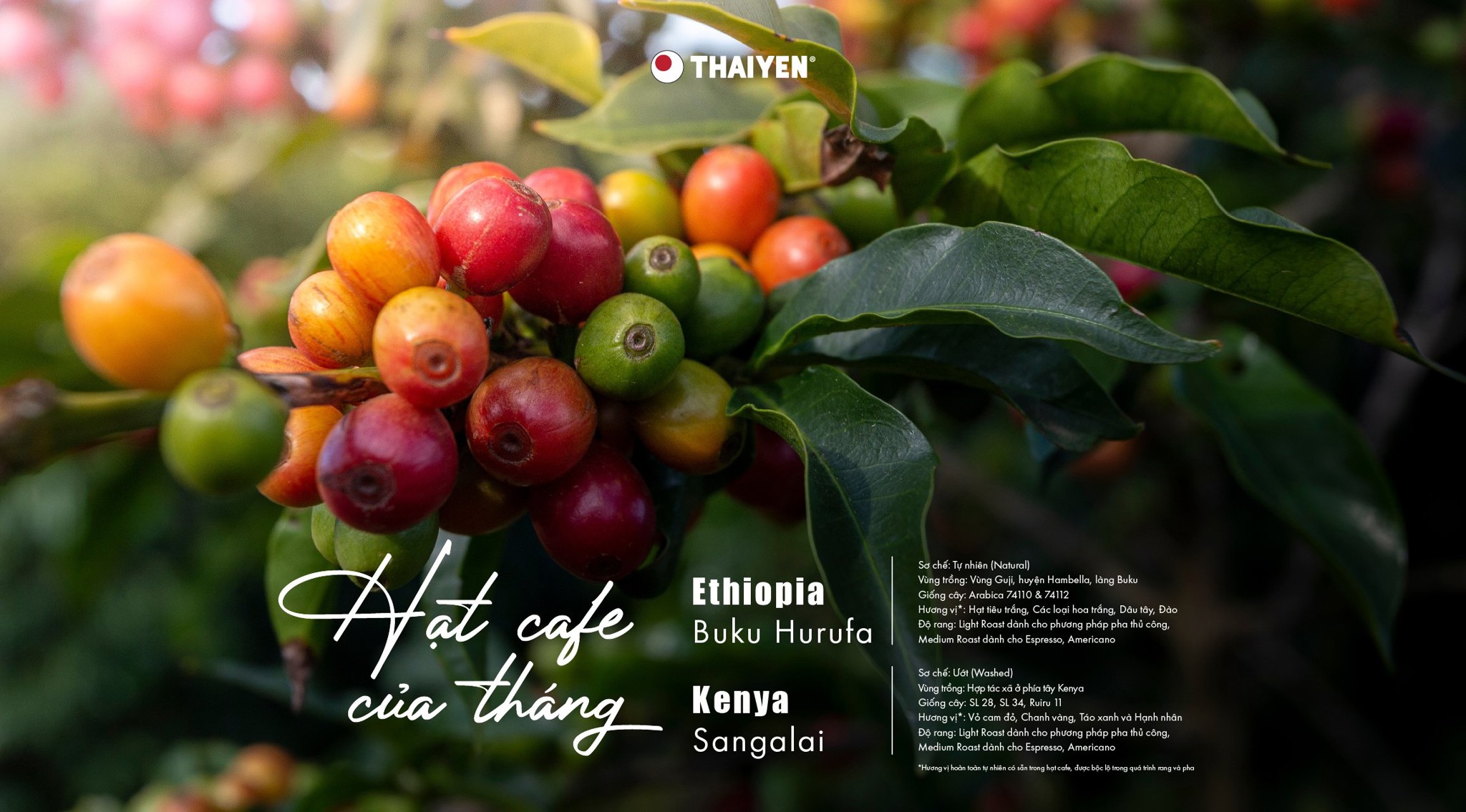 Bộ đôi hạt cafe đặc sản: Ethiopia Buku Hurufa & Kenya Sangalai ...