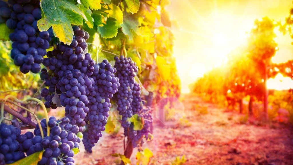 Mùa thu hoạch đẹp nao lòng người ở Thổ Nhĩ Kỳ – GoldenTour