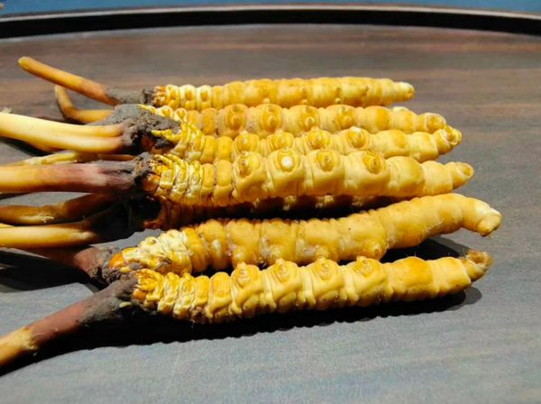 Những lưu ý quan trọng khi dùng đông trùng hạ thảo bạn cần phải biết ...