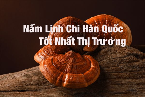 Review Top 9+ nấm linh chi Hàn Quốc tốt nhất – Nhân Sâm Vàng