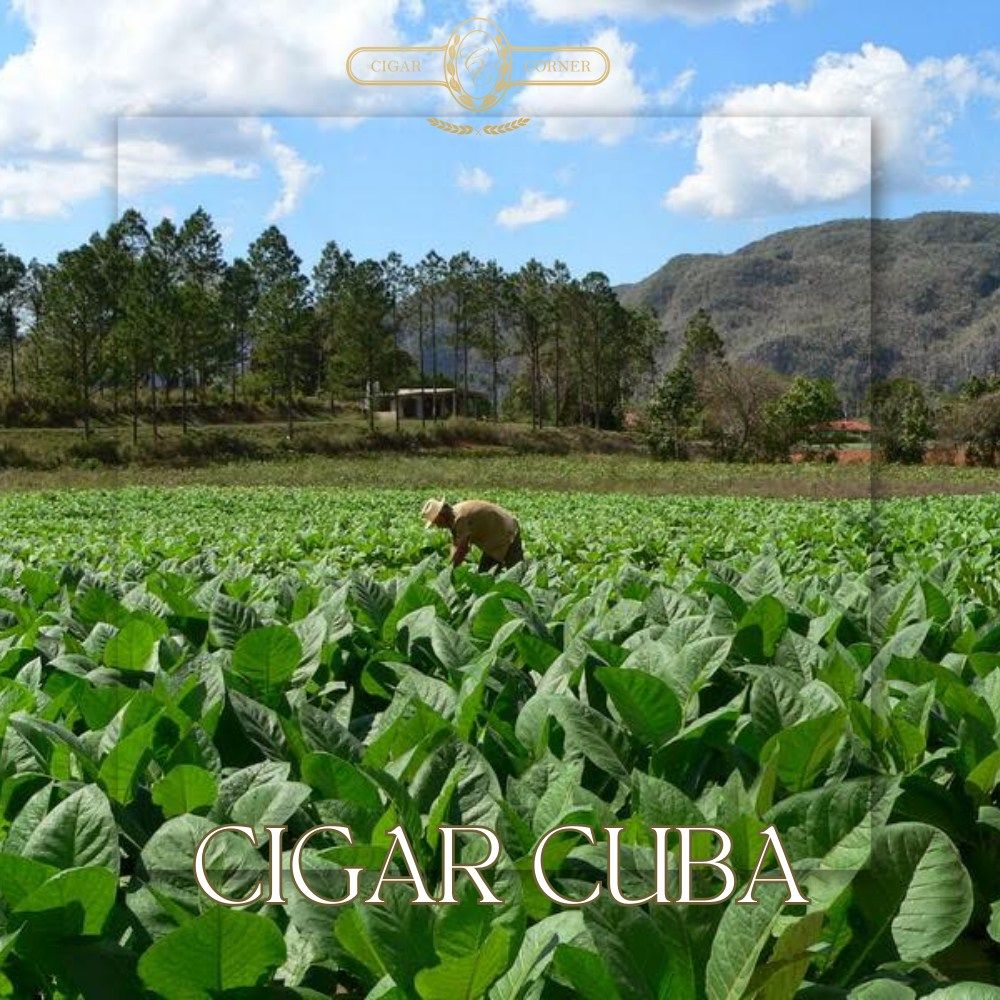 CIGAR CUBA - CIGAR NGON TRÊN ĐẤT NƯỚC CỦA ĐẢO LỬA – Cigar Corner