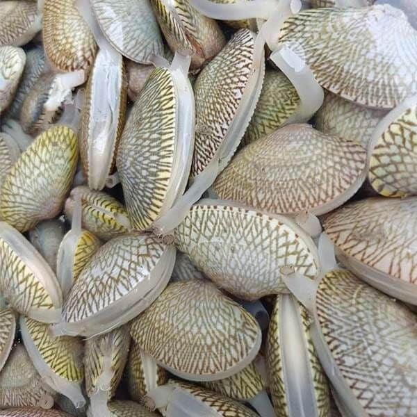 Sò Lụa Bao Nhiêu 1 Kg, Cách Chọn Bảo Quản Và Sò Lụa Làm Món Gì Ngon