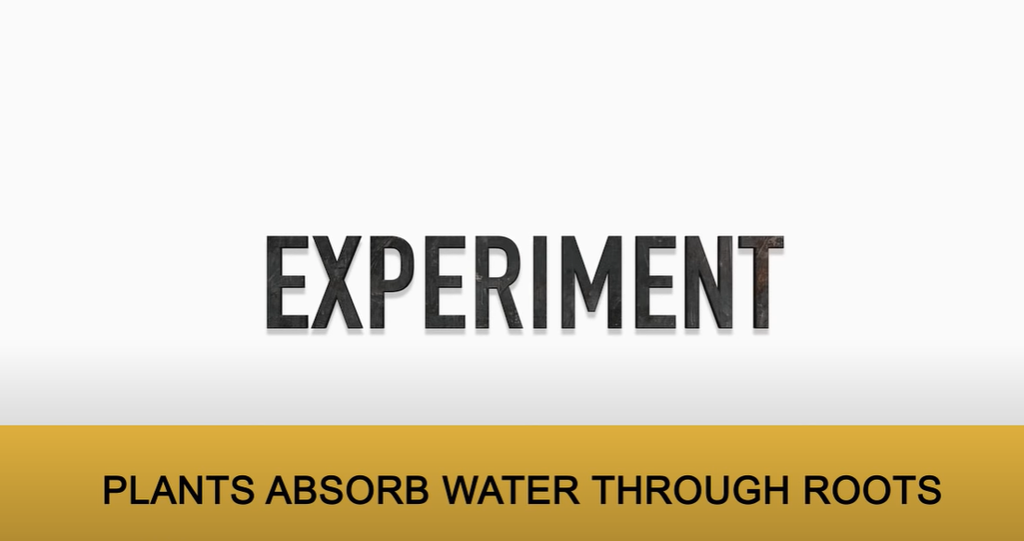 [Science Experiment] - Plants absorb water through roots – Uvip