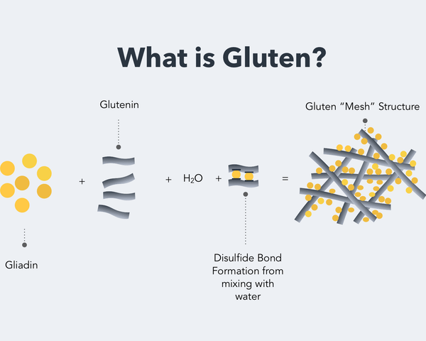 Glutenin Structure