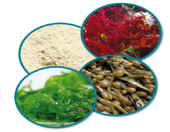 SEARUP STILL - TĂNG CƯỜNG SỨC ĐỀ KHÁNG TỰ NHIÊN CỦA CƠ THỂ TRƯỚC HIỂM ...