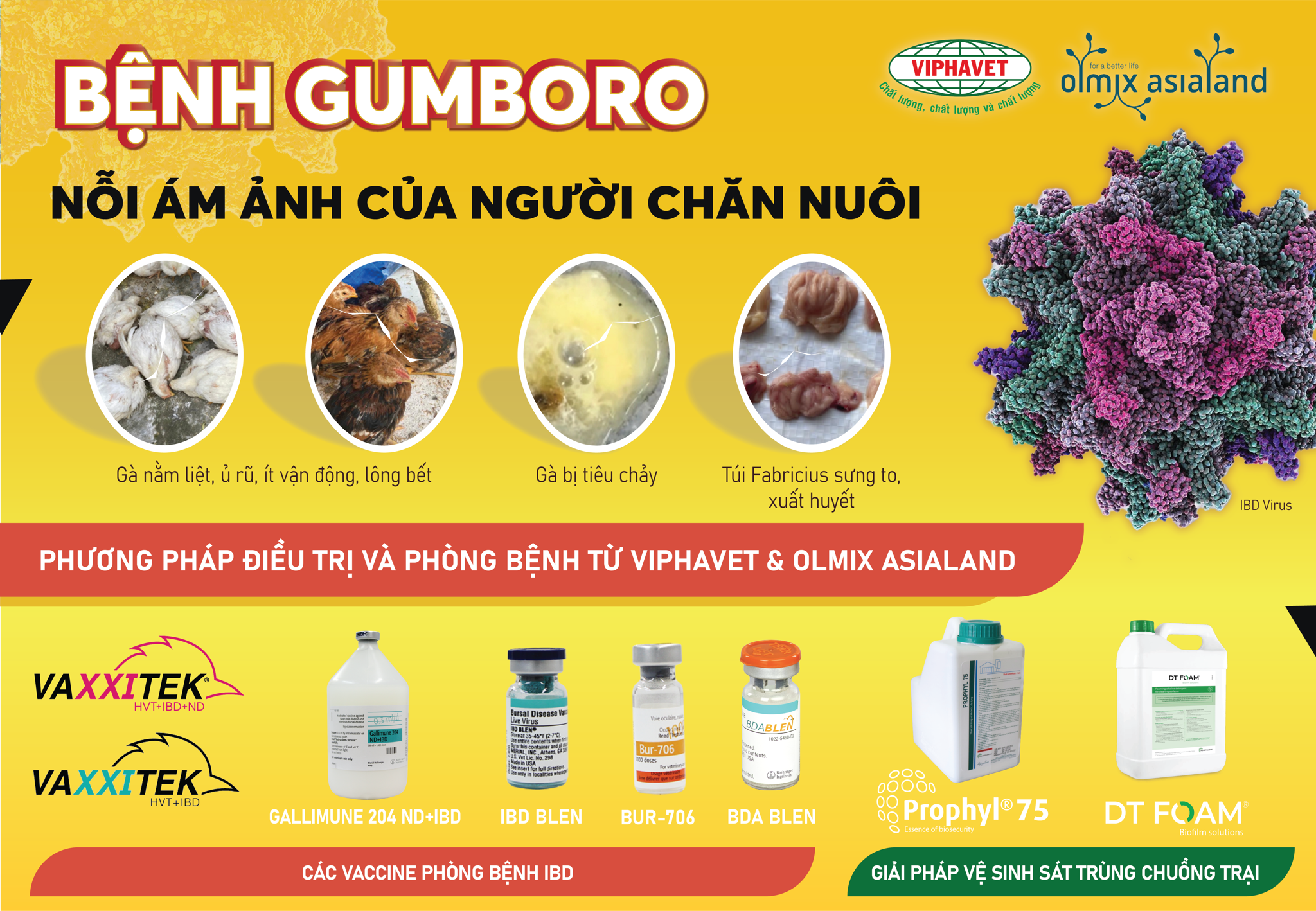 BỆNH GUMBORO - NỖI ÁM ẢNH CỦA NGƯỜI CHĂN NUÔI – VIPHAVET