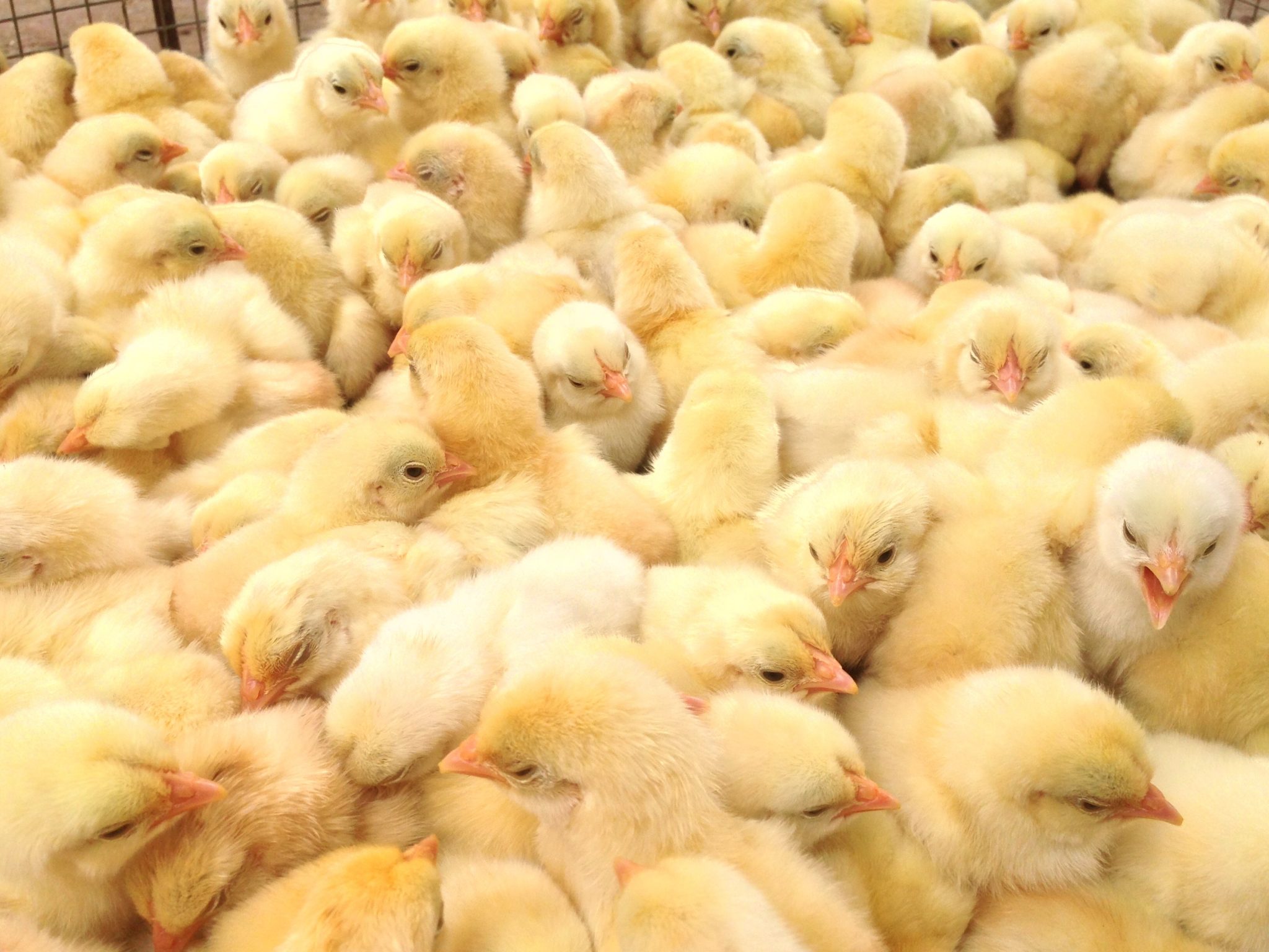 PHOSRETIC – SẢN PHẨM BỔ TRỢ SỐ 1 TRONG CHĂN NUÔI GIA CẦM – VIPHAVET