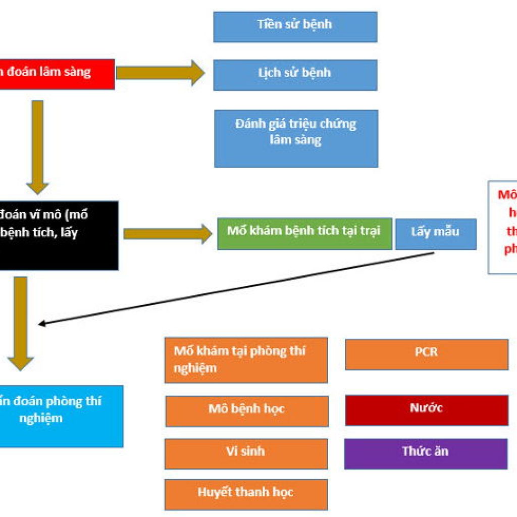 CÁC BƯỚC CHẨN ĐOÁN BỆNH PCV2 – VIPHAVET