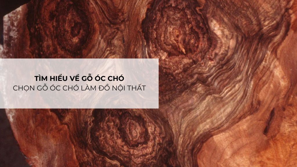 Tìm hiểu về gỗ óc chó | Chọn gỗ óc chó làm đồ nội thất