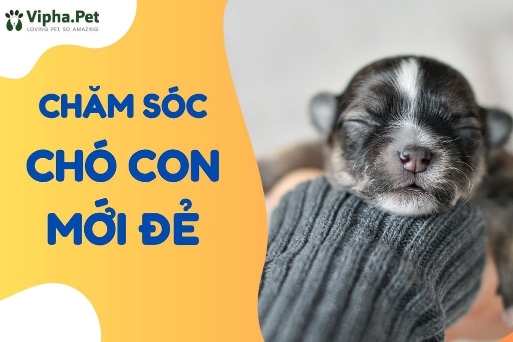 Cách để chăm sóc chó con mới đẻ – viphapet