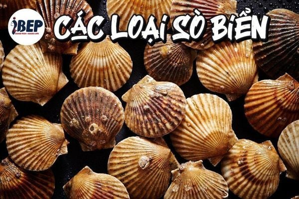 Bảng giá và cách phân biệt các loại sò biển cực chuẩn 2023 – IBEP ...