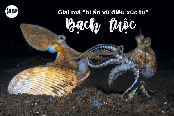 Giải mã bí ẩn về cấu tạo đặc biệt của bạch tuộc chưa ai biết – IBEP ...