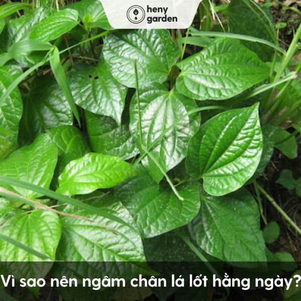 Vì Sao Nên Ngâm Chân Lá Lốt? Tác Dụng Ngâm Chân Với Lá Lốt Là Gì?