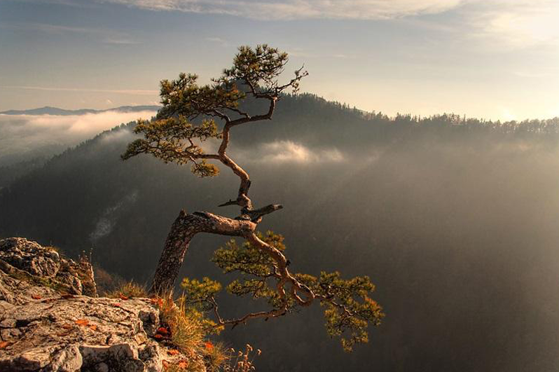 Câu chuyện về cây tuyết tùng và ý nghĩa phía sau loại cây bí ẩn – The Cedar