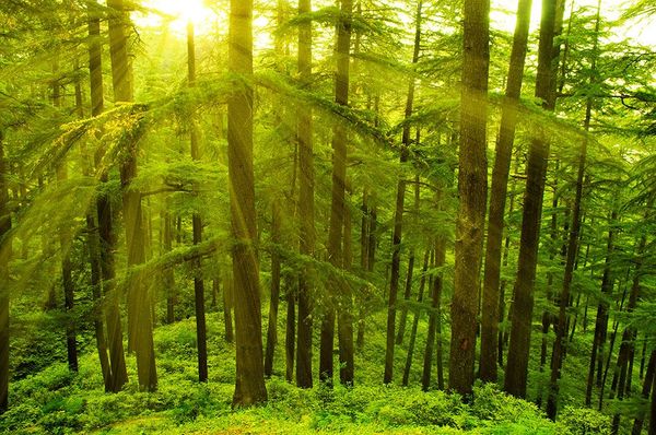 Câu chuyện về cây tuyết tùng và ý nghĩa phía sau loại cây bí ẩn – The Cedar