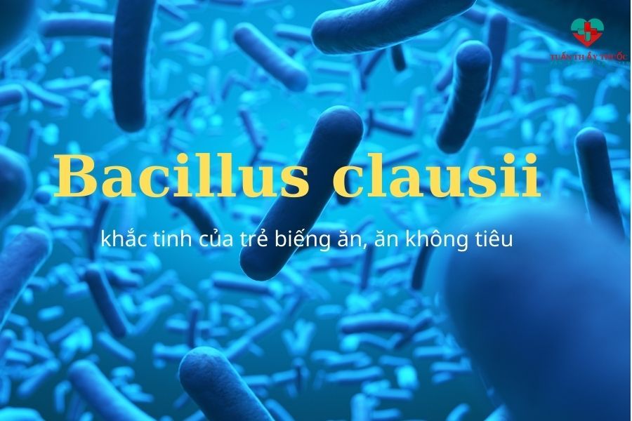 Bacillus clausii là gì, có tác dụng gì ? – Amoma Nhật Bản - Men tiêu ...