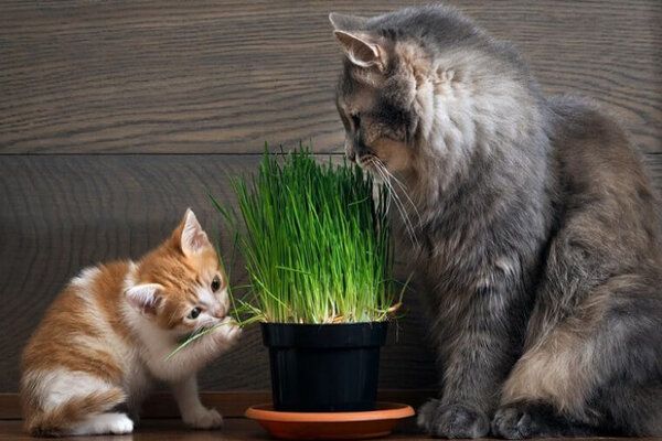 4 điều cần biết về cỏ bạc hà mèo, catnip cỏ mèo khô – Pet Choy