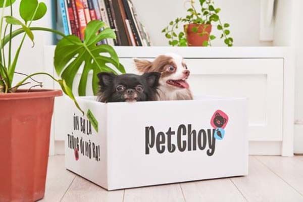 Những giống chó phù hợp với chung cư, căn hộ nhỏ – Bữa ăn tươi Pet Choy