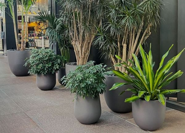 The Ultimate Guide to Planter Pot Types, Materials & Designs – Aurora Pots