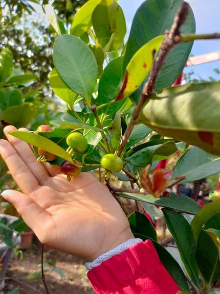Cây Cherry Brazil Trưởng Thành Đã Ra Trái 2 Mùa – NHÀ VƯỜN KHÁNH VÕ ...