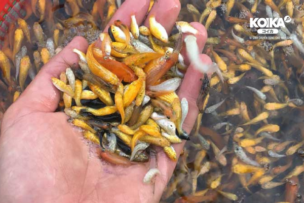 Cách Nuôi Cá Mồi Cho Cá Rồng Đơn Giản Tại Nhà – Men vi sinh cho cá KOIKA