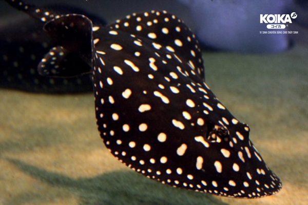 Thông Tin Về Cá Sam Và Giá Cá Sam Hiện Nay Trên Thị Trường – Men vi ...