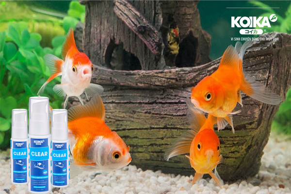 Tìm Hiểu Về Thành Phần Của Men Vi Sinh Koika-Clear 30ml – Men vi sinh ...