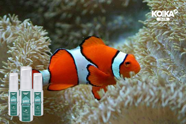 Giải Pháp Chống Sốc PH Cho Cá Hiệu Quả - Men Vi Sinh Koika pH+ – Men vi sinh cho cá KOIKA
