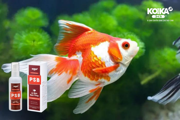 Tìm Hiểu Thông Tin Về Sản Phẩm Men Vi Sinh Koika Psb – Men vi sinh cho ...