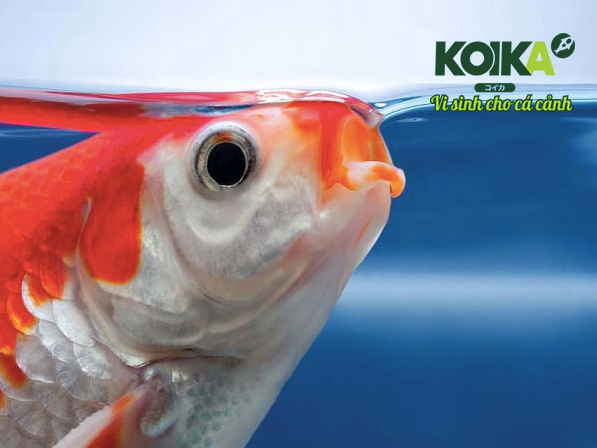 The effect of microbes in the aquarium is better than you might think ...